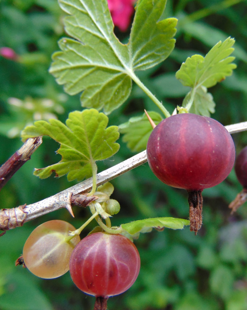 Growing Berries in the Backyard - Dyck Arboretum