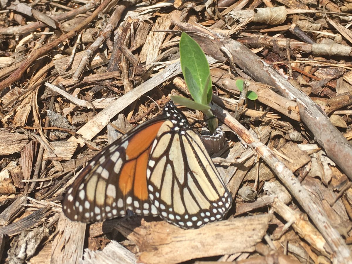 Harbingers of Spring - Dyck Arboretum