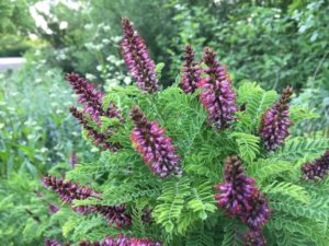 Plant Profile: Dwarf false indigo (Amorpha nana) - Dyck Arboretum