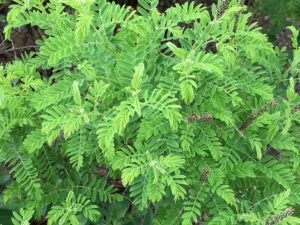 Plant Profile: Dwarf false indigo (Amorpha nana) - Dyck Arboretum