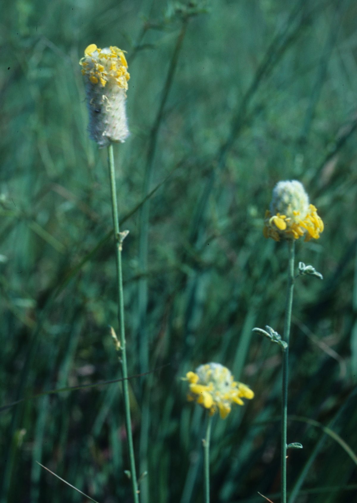 Plant Profile: Prairie Clovers - Dyck Arboretum