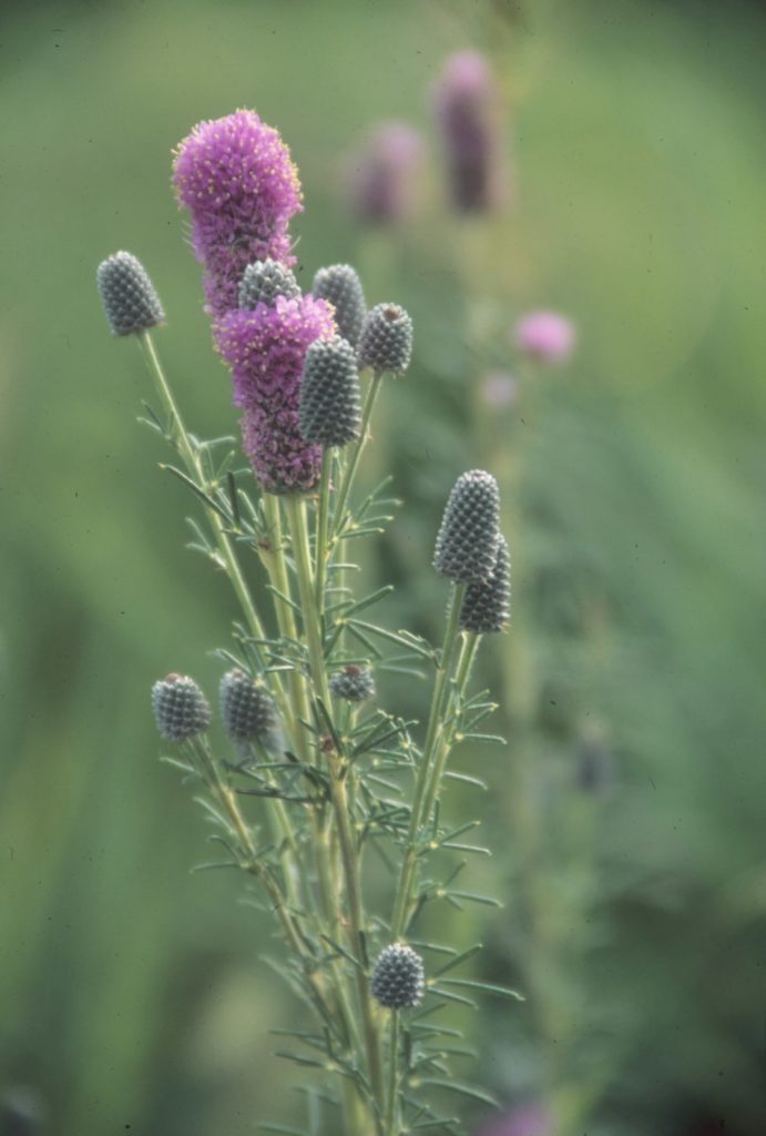 prairie plants Archives - Dyck Arboretum