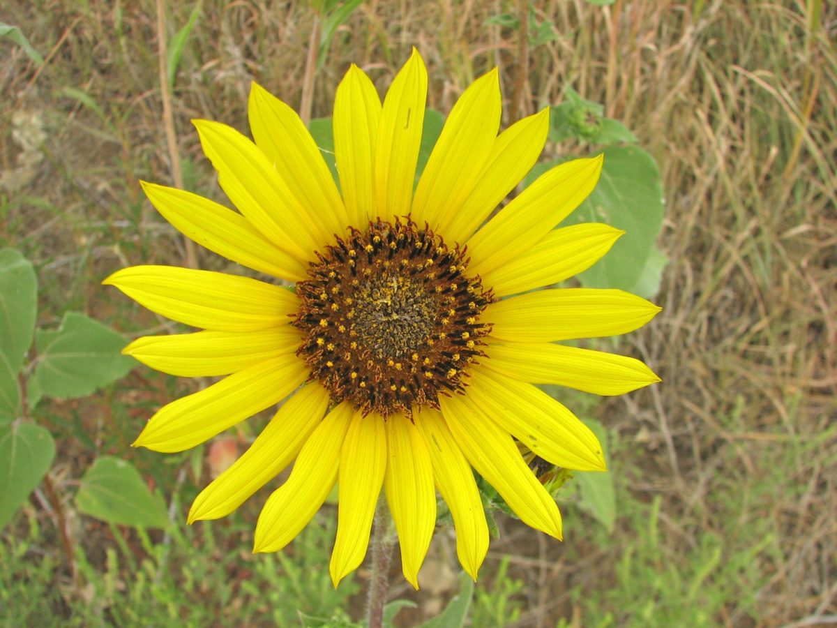 Sassy Sunflowers - Dyck Arboretum