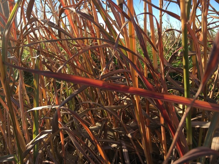 big bluestem Archives - Dyck Arboretum