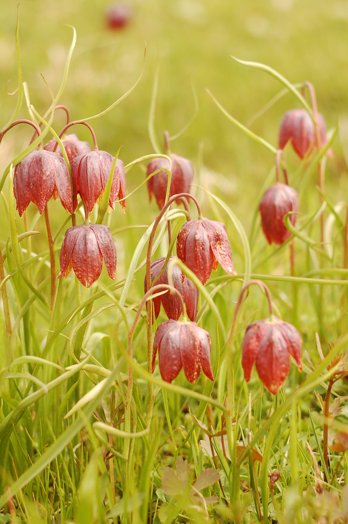 native bulbs Archives - Dyck Arboretum