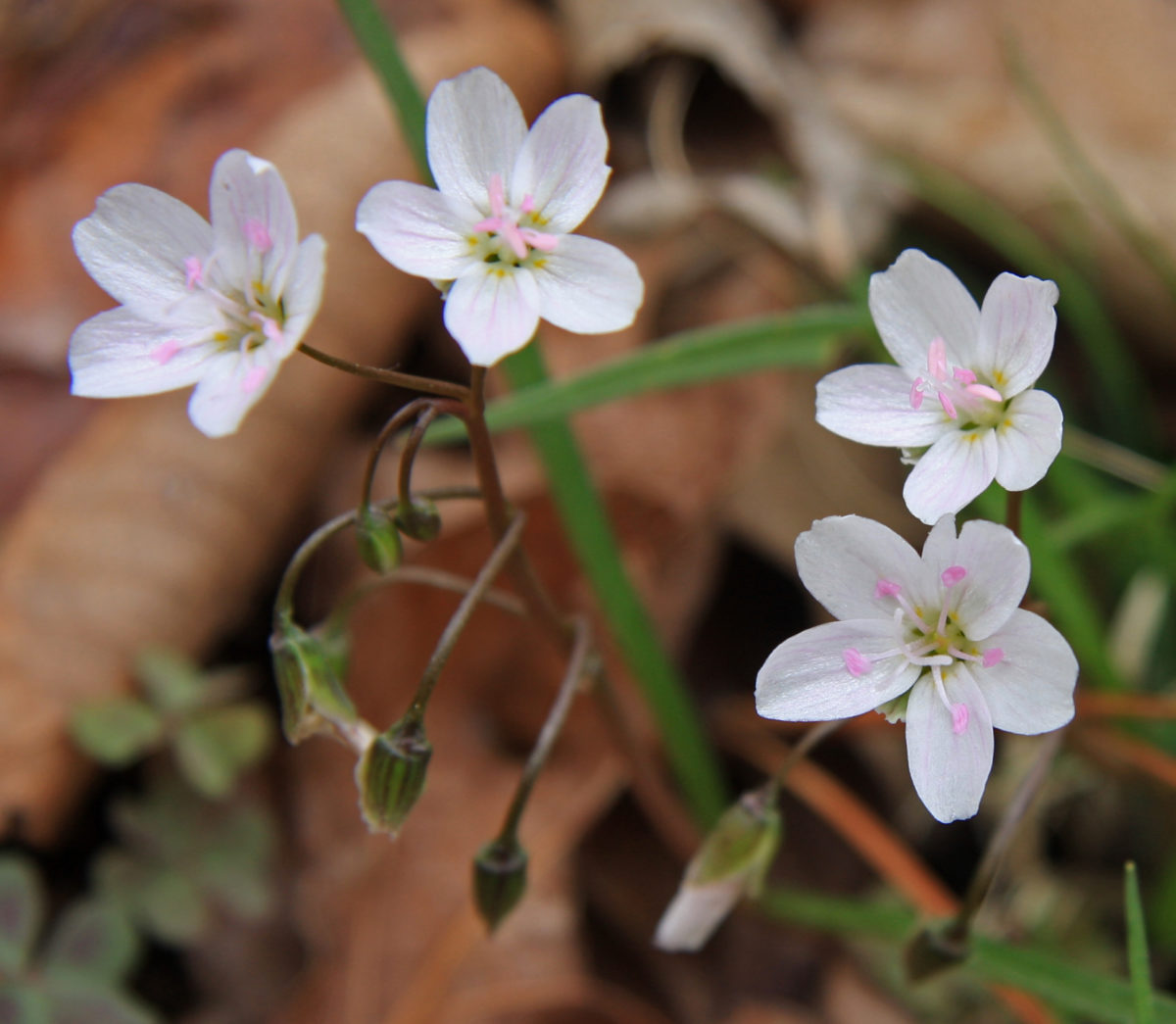 native bulbs Archives - Dyck Arboretum