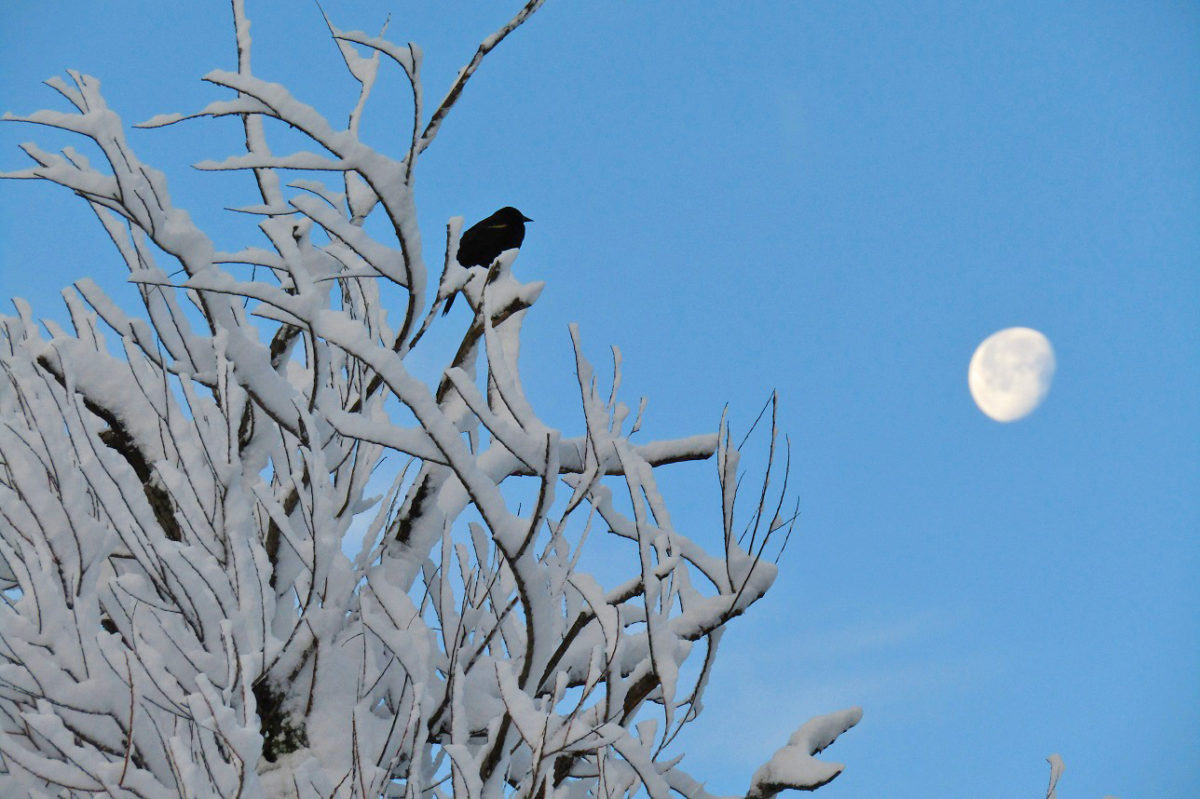 Make Your Garden Welcoming to Winter Birds - Dyck Arboretum