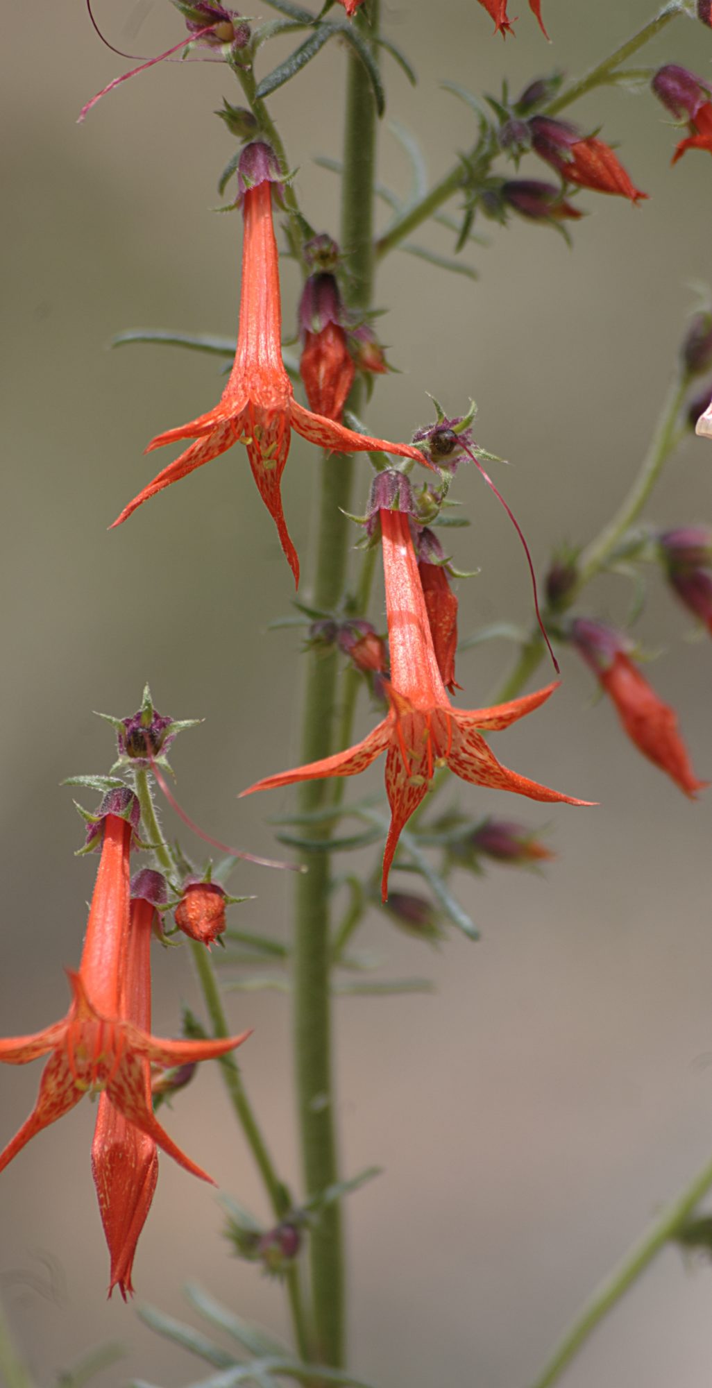 Little Known Natives - Dyck Arboretum