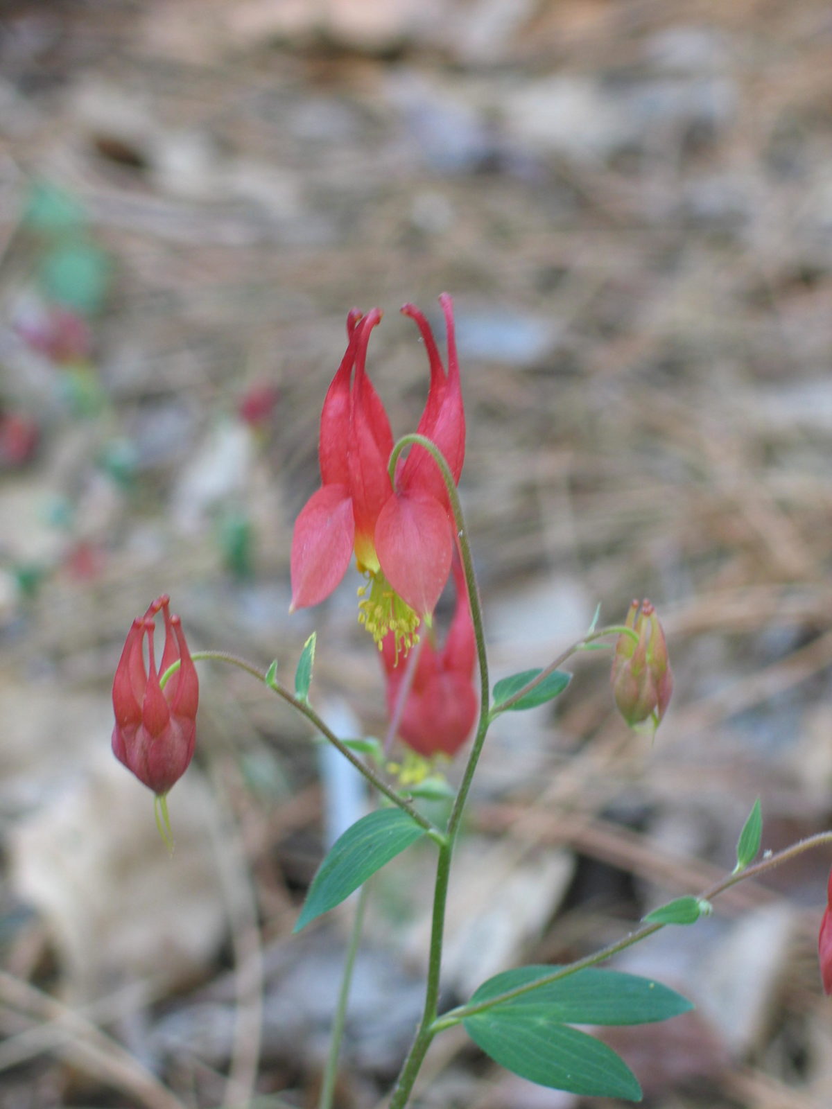 Can A Shade Garden Be Created In Kansas? - Dyck Arboretum