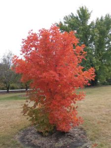 Kansas trees Archives - Dyck Arboretum