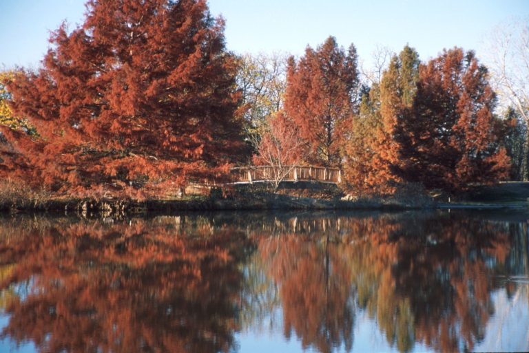 Kansas trees Archives - Dyck Arboretum