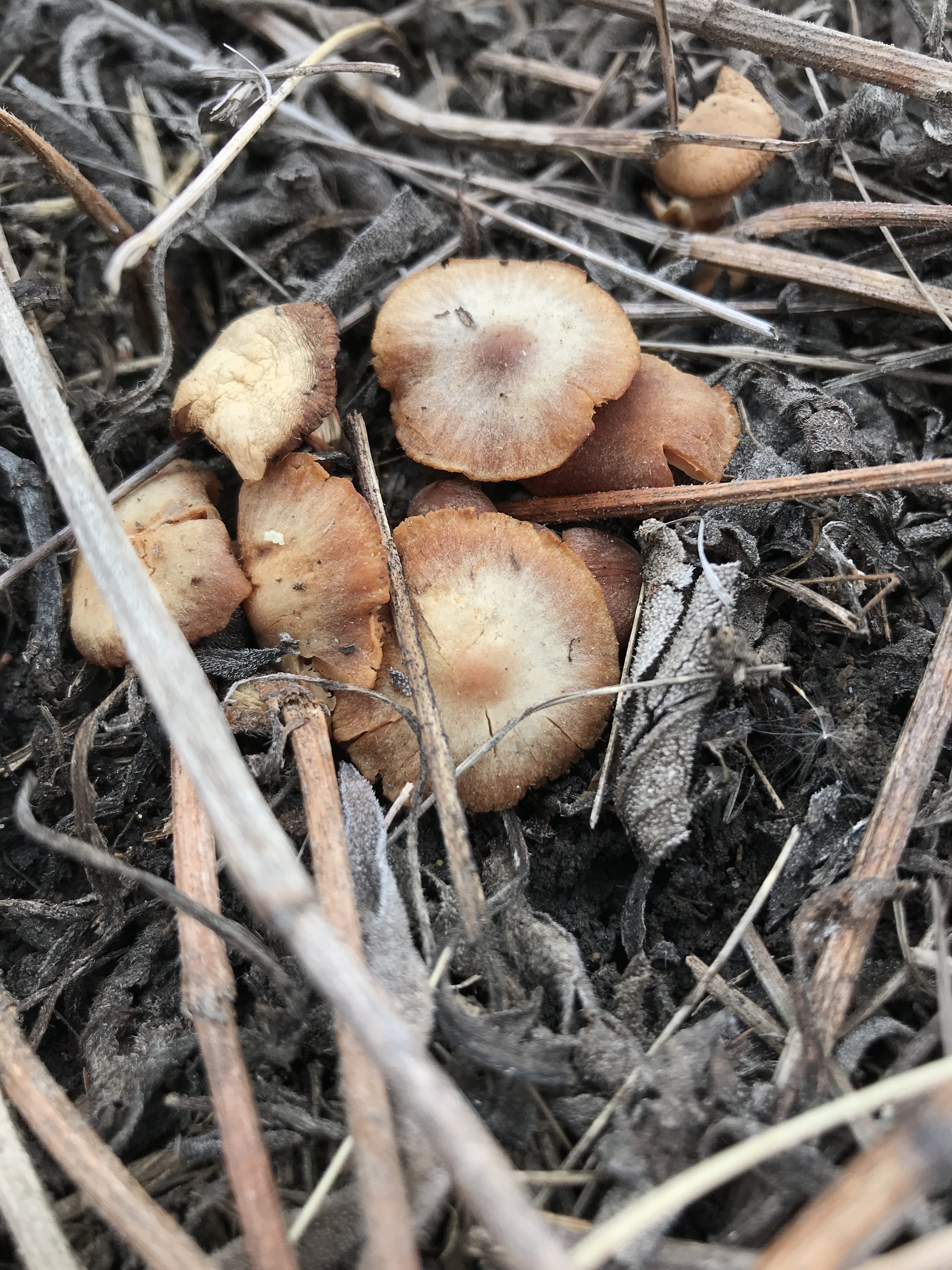 Fungus Among Us - Dyck Arboretum