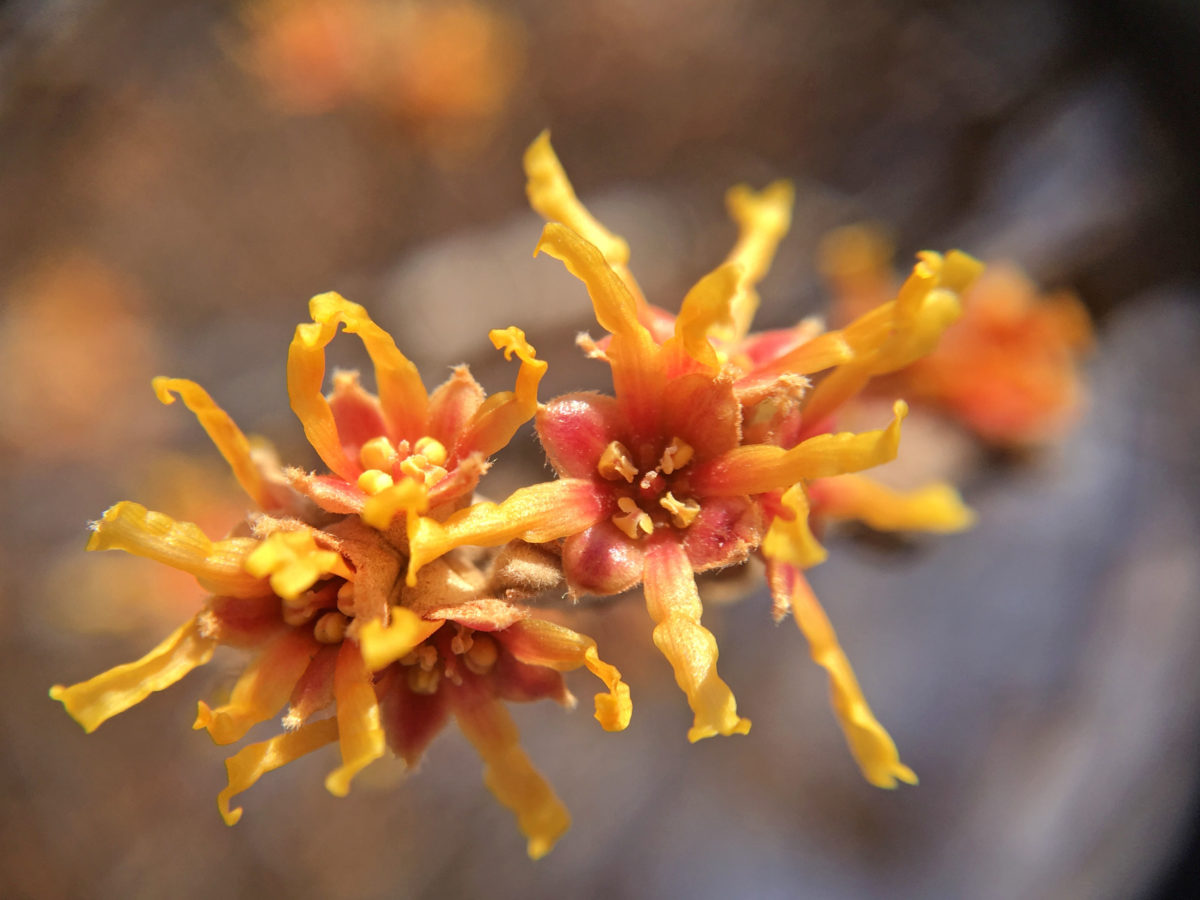 Harbingers of Spring - Dyck Arboretum