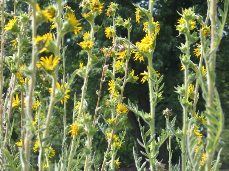 Landscape Design Archives - Dyck Arboretum