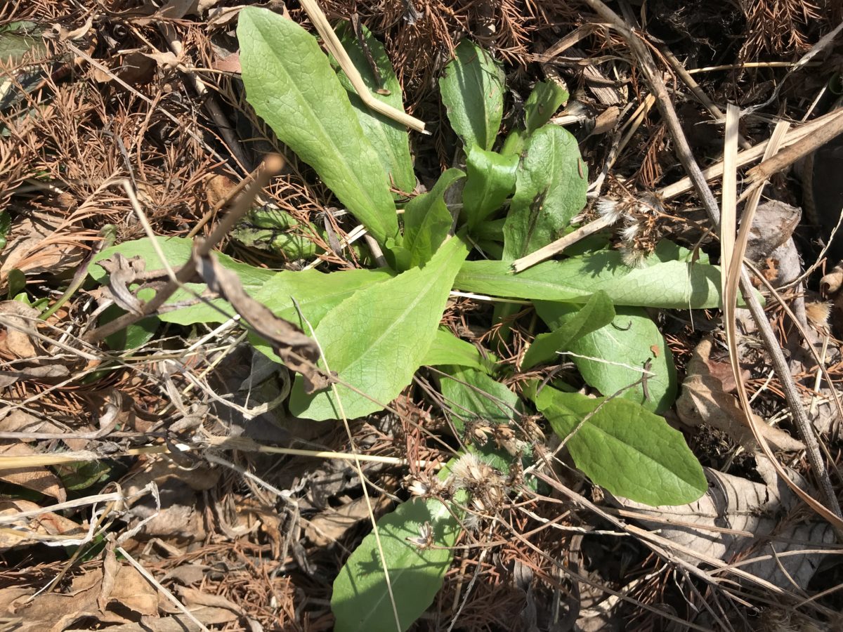 kansas weeds Archives - Dyck Arboretum