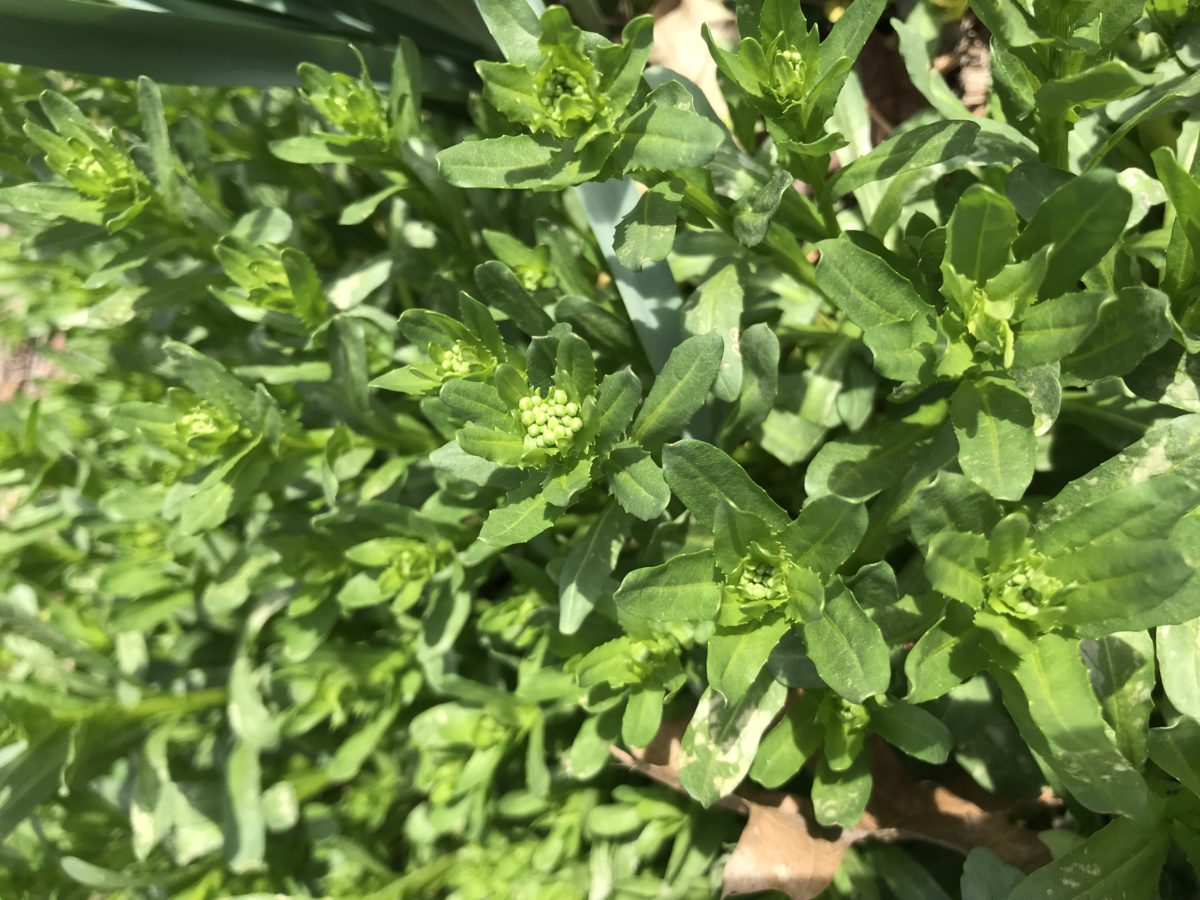 weed identification Archives - Dyck Arboretum