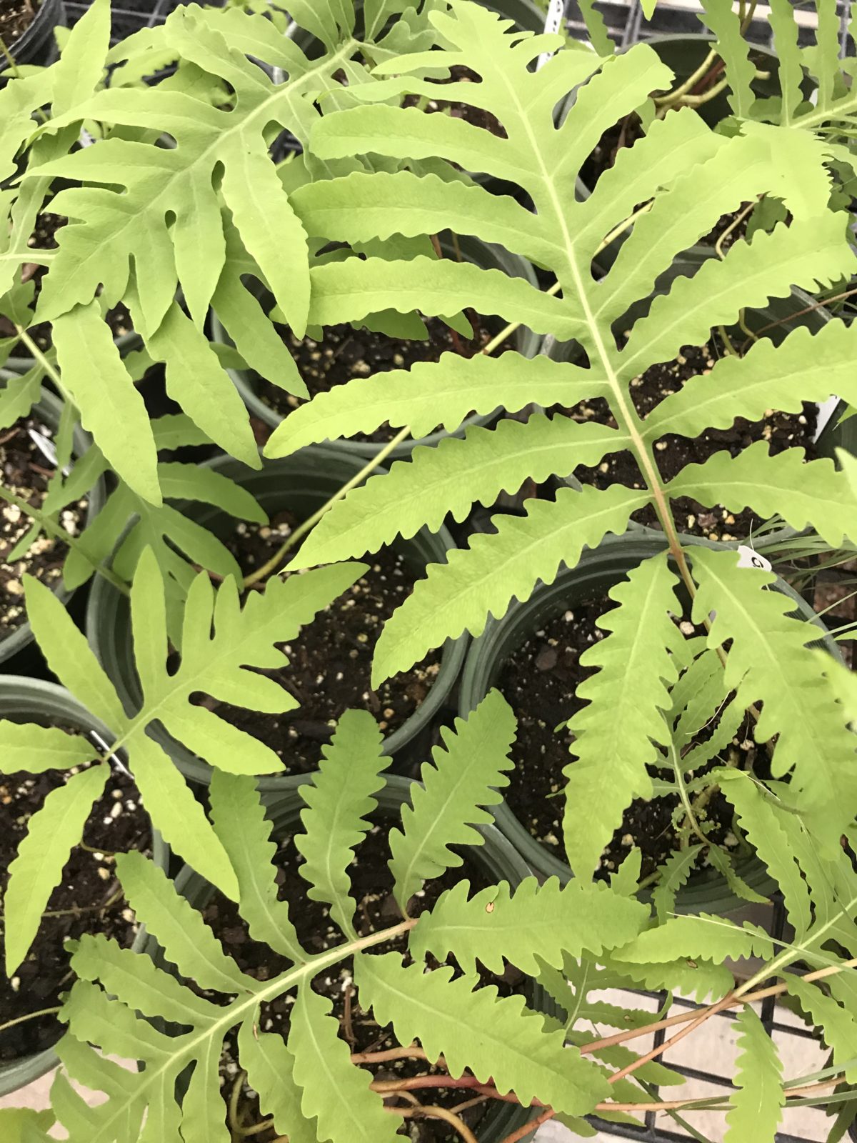 Kansas Native Ferns - Dyck Arboretum