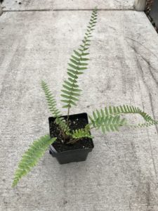 Kansas Native Ferns - Dyck Arboretum