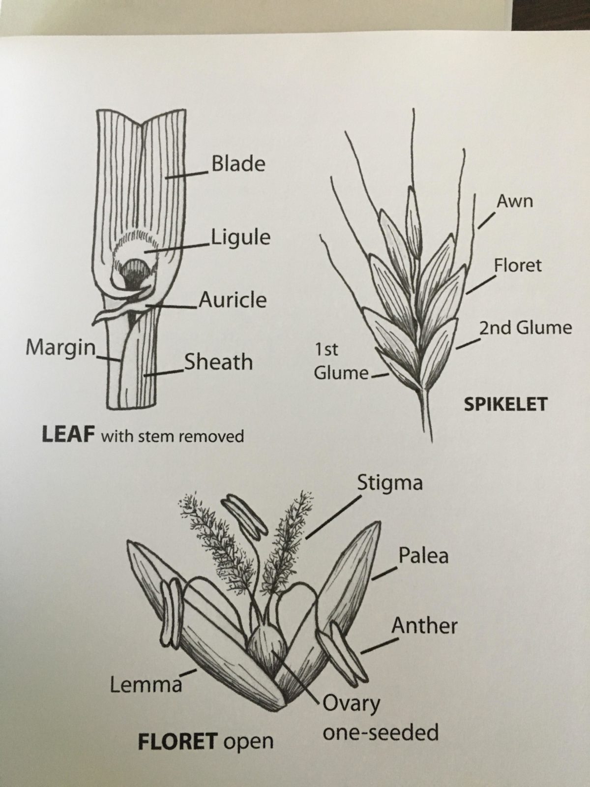 big bluestem Archives - Dyck Arboretum