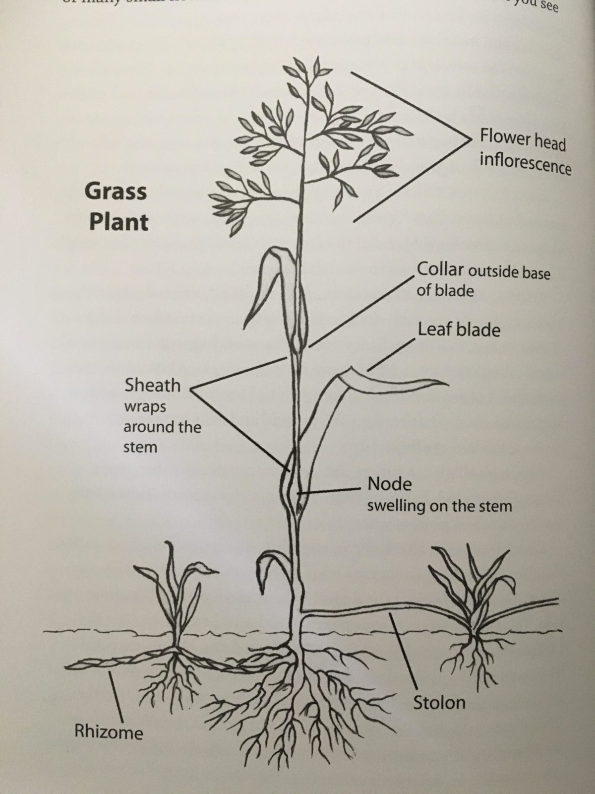Every grass has its flower. - Dyck Arboretum