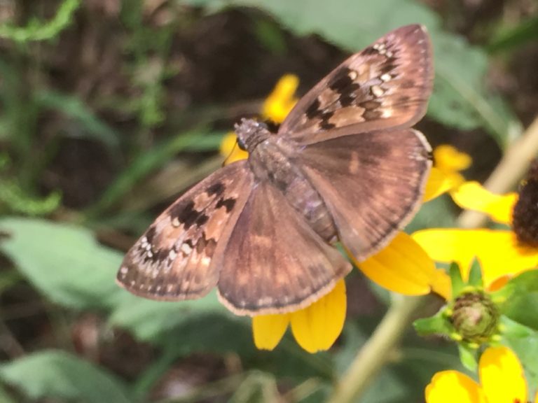aggressive native plants Archives - Dyck Arboretum