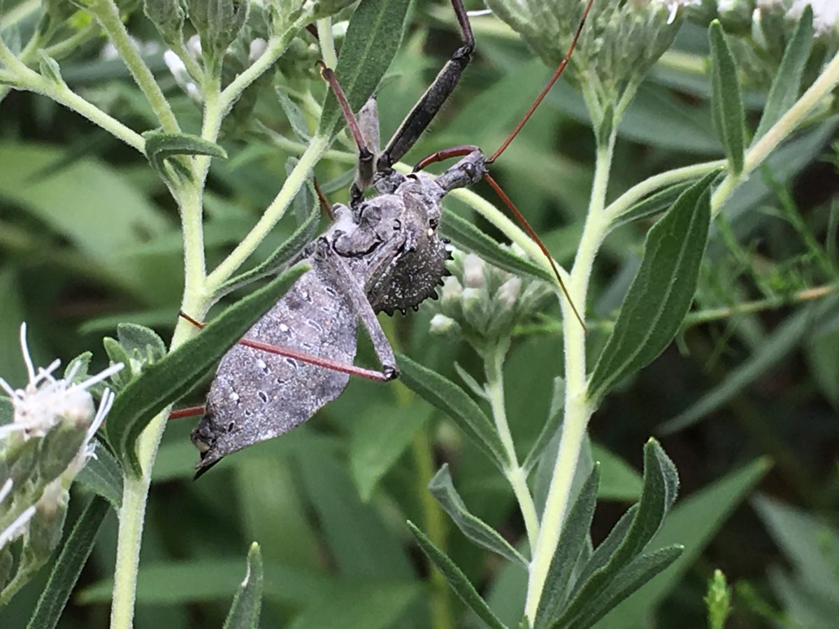 aggressive native plants Archives - Dyck Arboretum