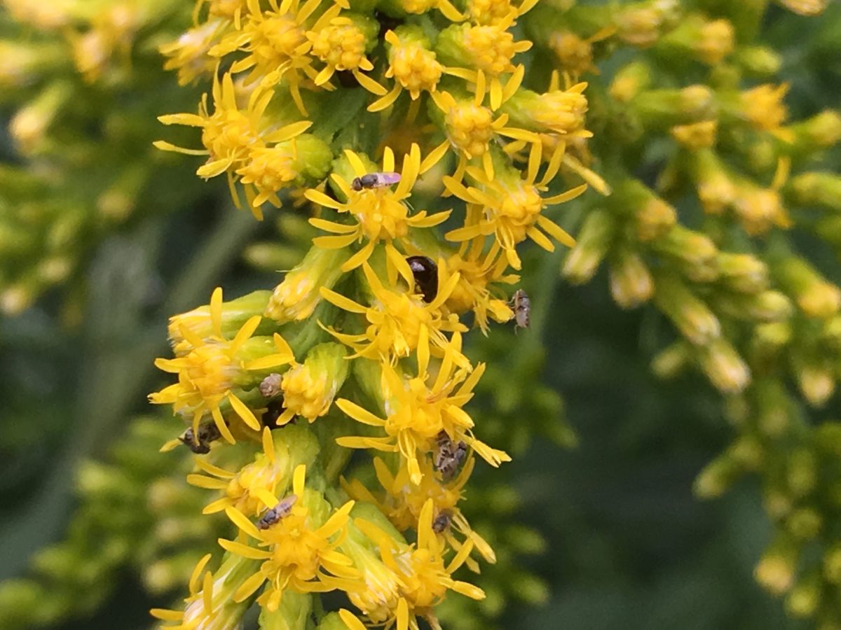 aggressive native plants Archives - Dyck Arboretum