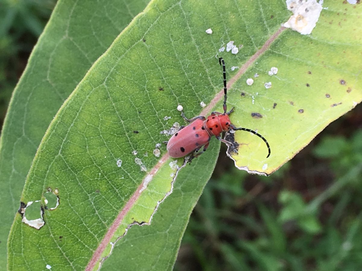 aggressive native plants Archives - Dyck Arboretum