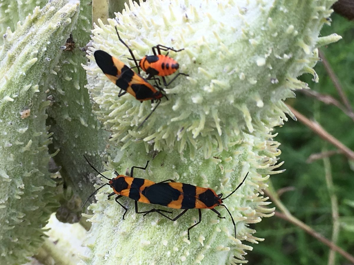 aggressive native plants Archives - Dyck Arboretum