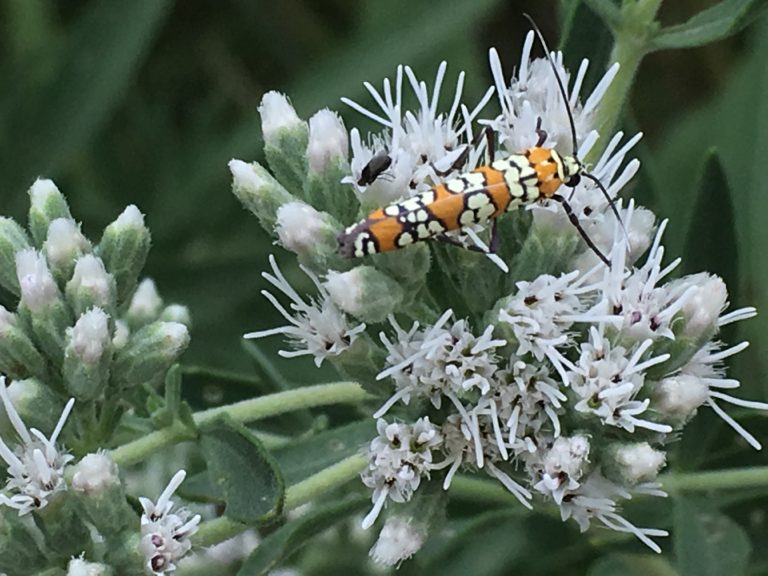 aggressive native plants Archives - Dyck Arboretum