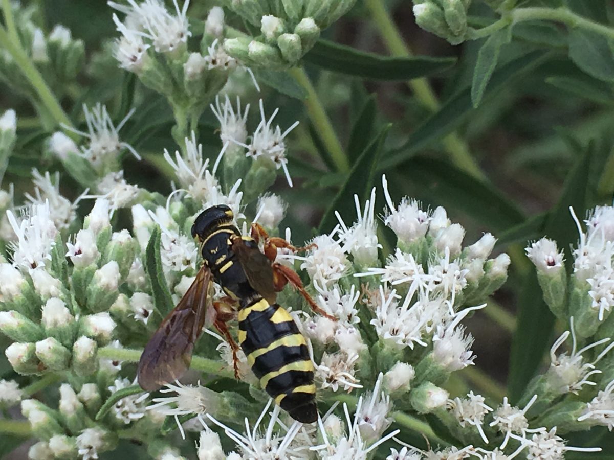 aggressive native plants Archives - Dyck Arboretum
