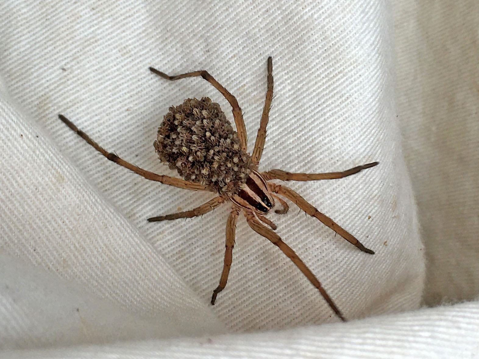 October Richness - Dyck Arboretum