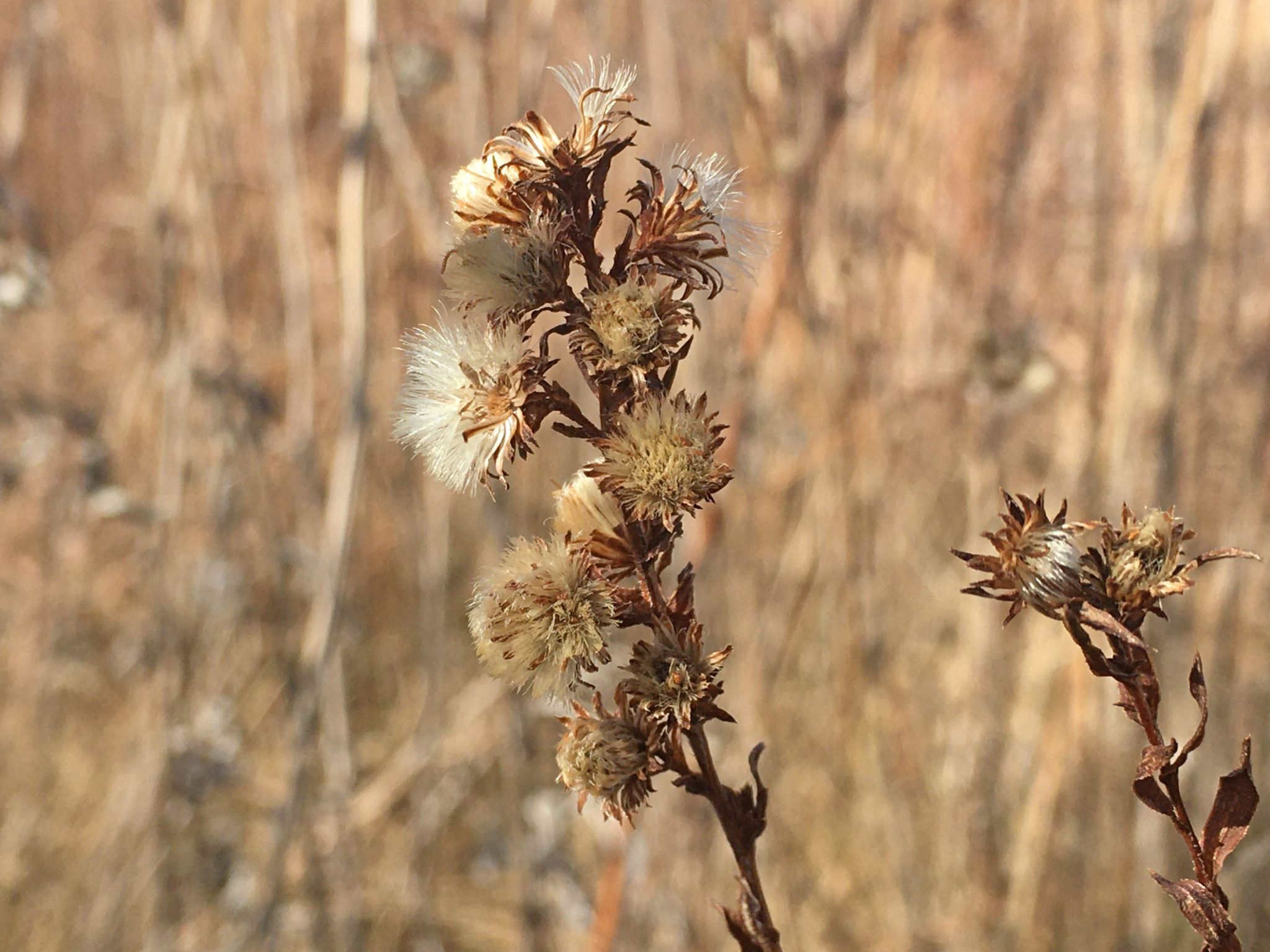 prairie textures Archives - Dyck Arboretum