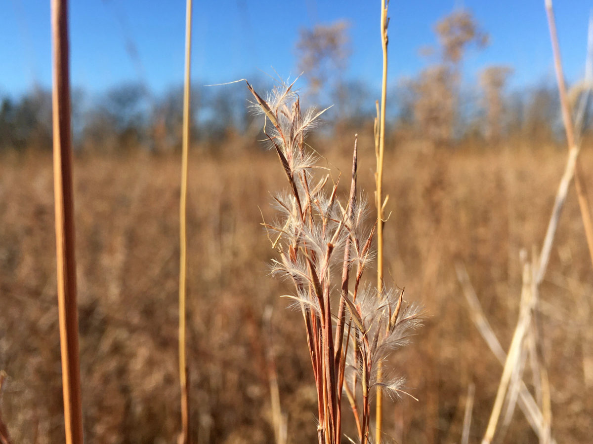 prairie textures Archives - Dyck Arboretum