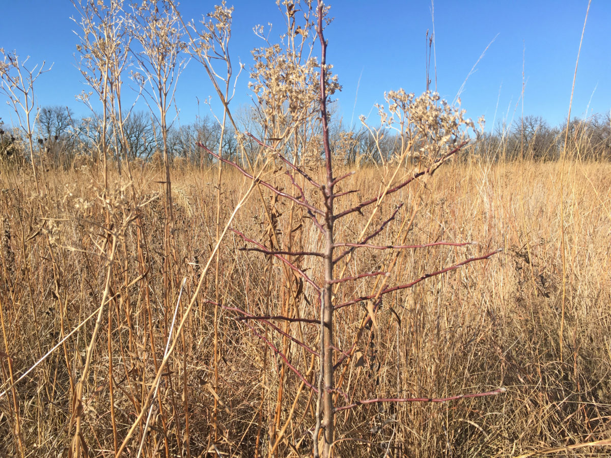 prairie textures Archives - Dyck Arboretum