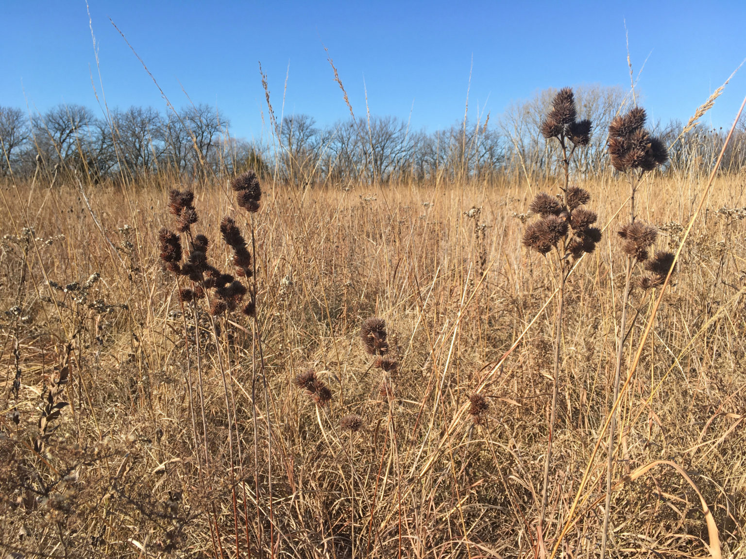 prairie textures Archives - Dyck Arboretum