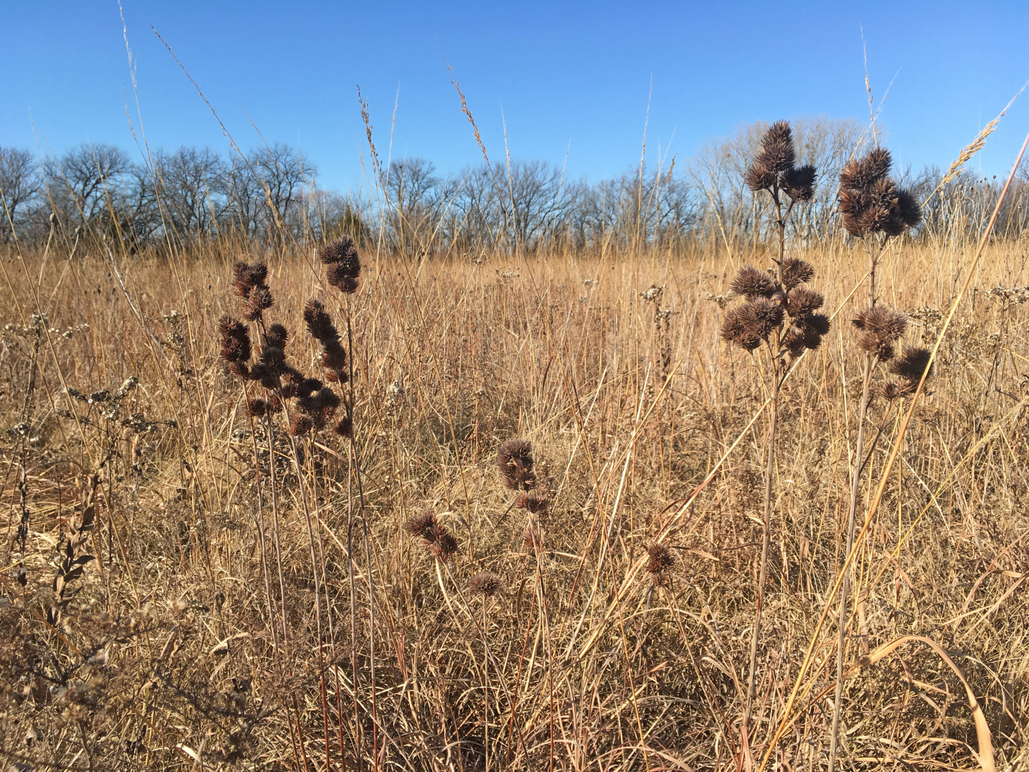 prairie textures Archives - Dyck Arboretum