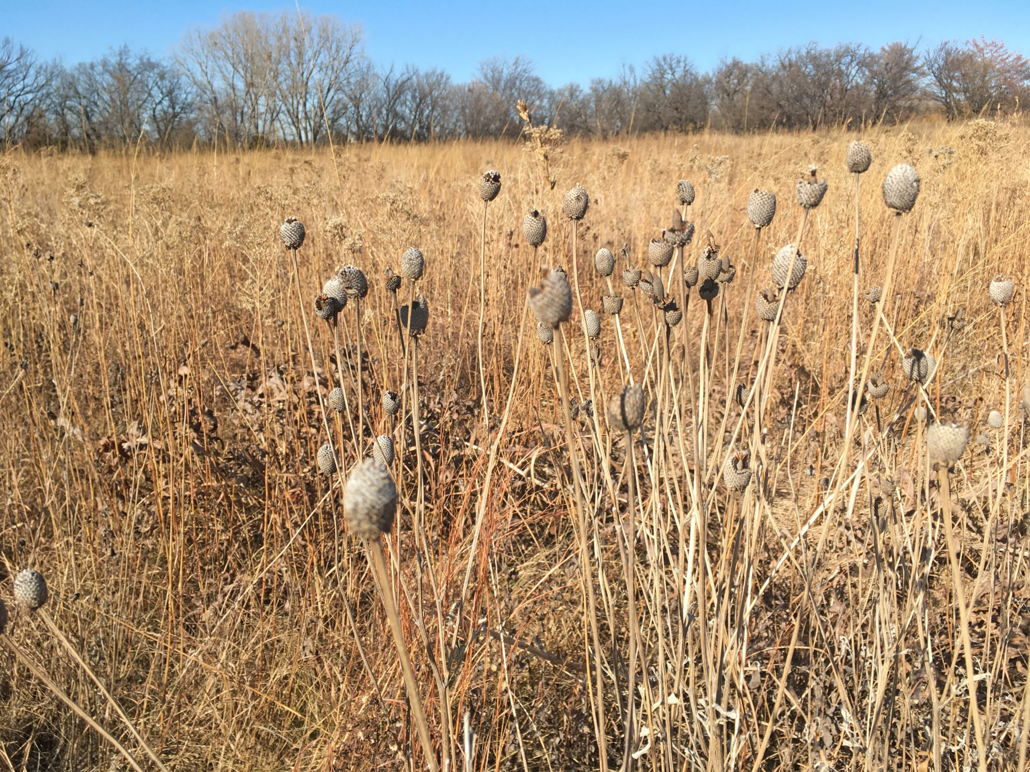 prairie textures Archives - Dyck Arboretum