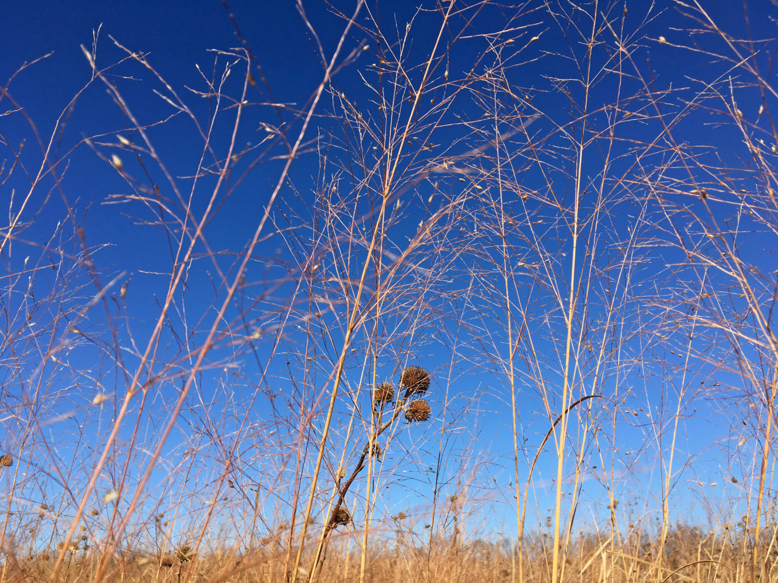 prairie textures Archives - Dyck Arboretum