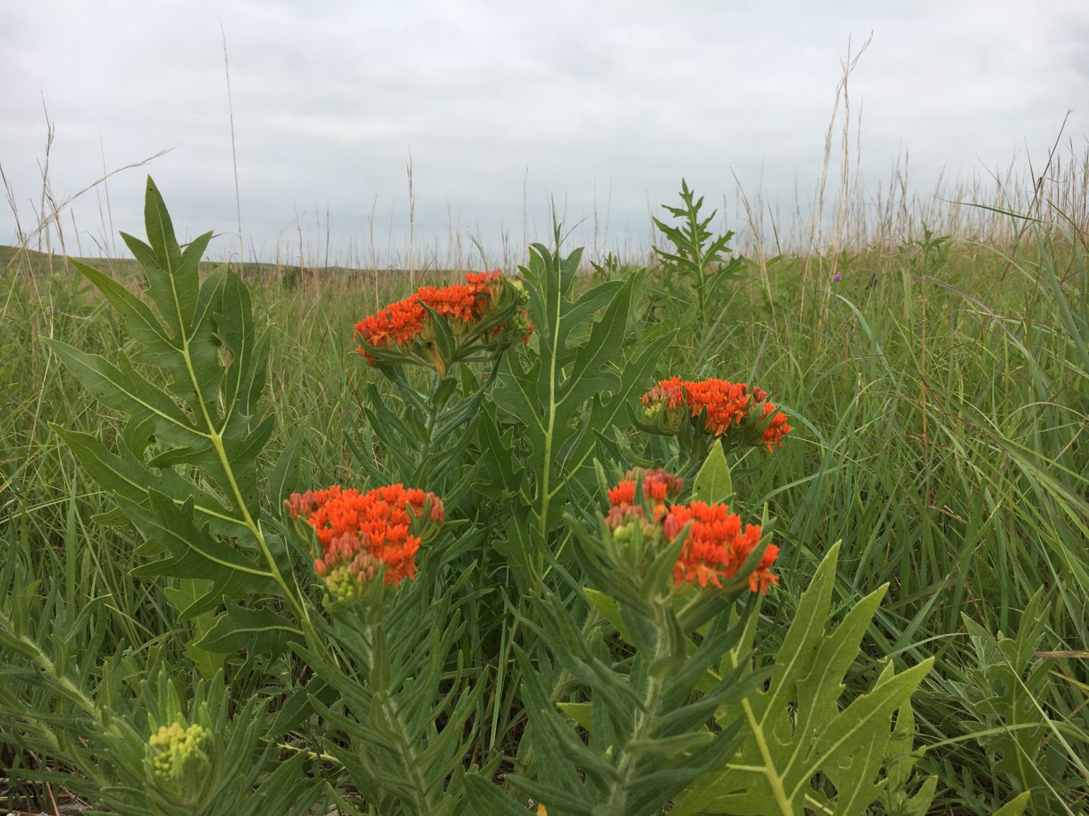 Inspiration for a Prairie Landscape - Dyck Arboretum