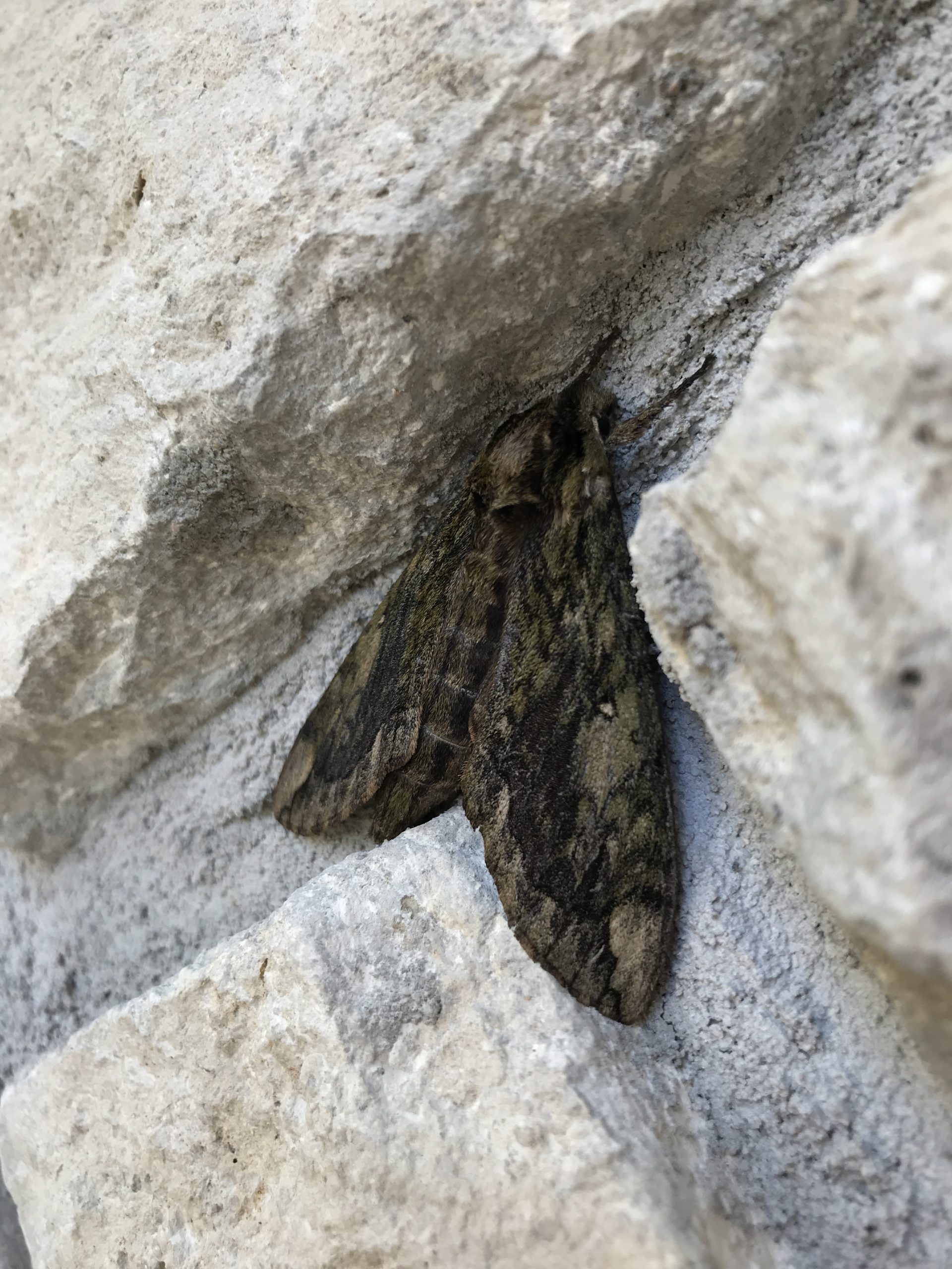 White Flowers, Dark Garden: Habitat for Moths - Dyck Arboretum