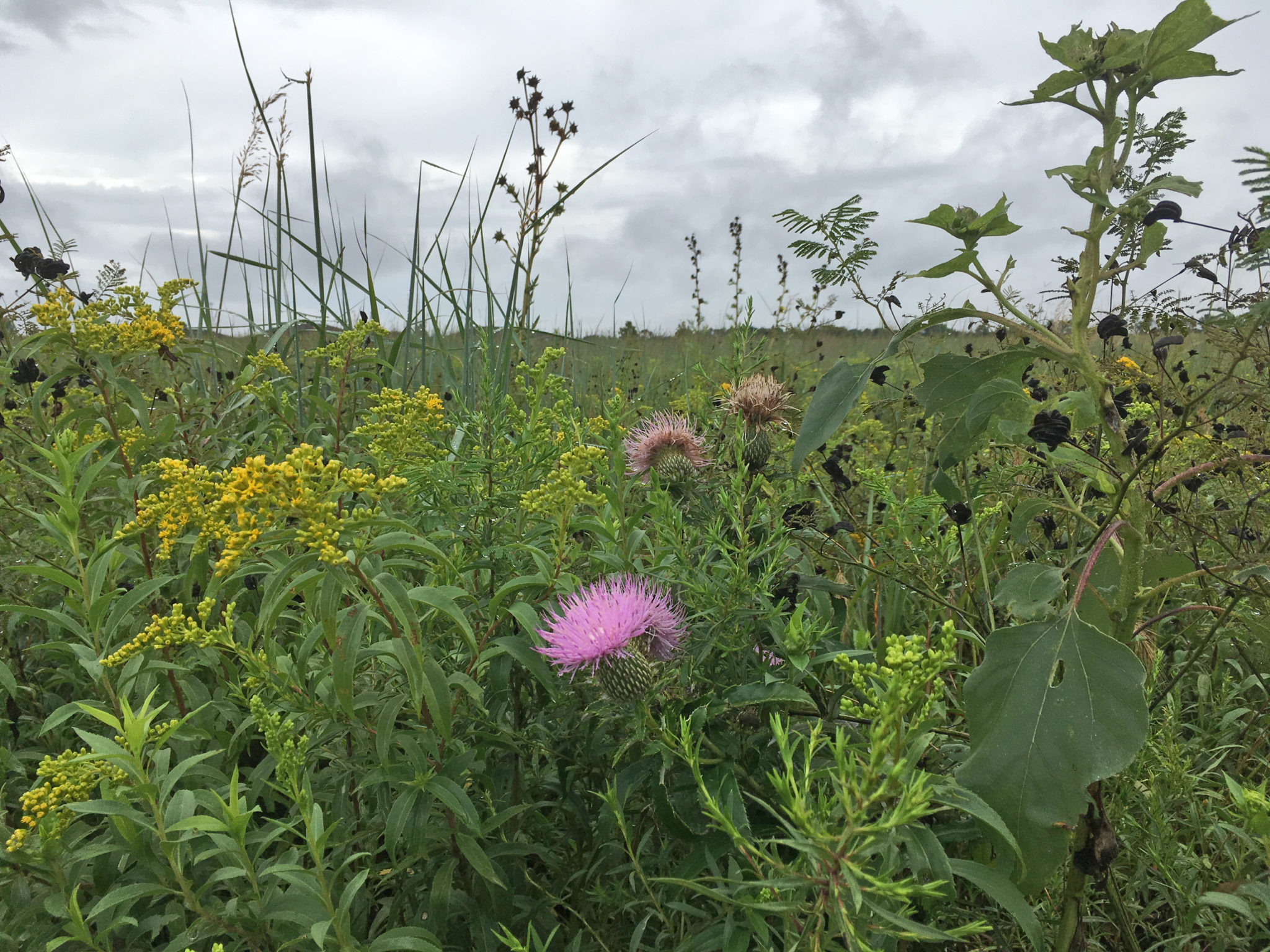 Prairie Gardening Archives - Dyck Arboretum