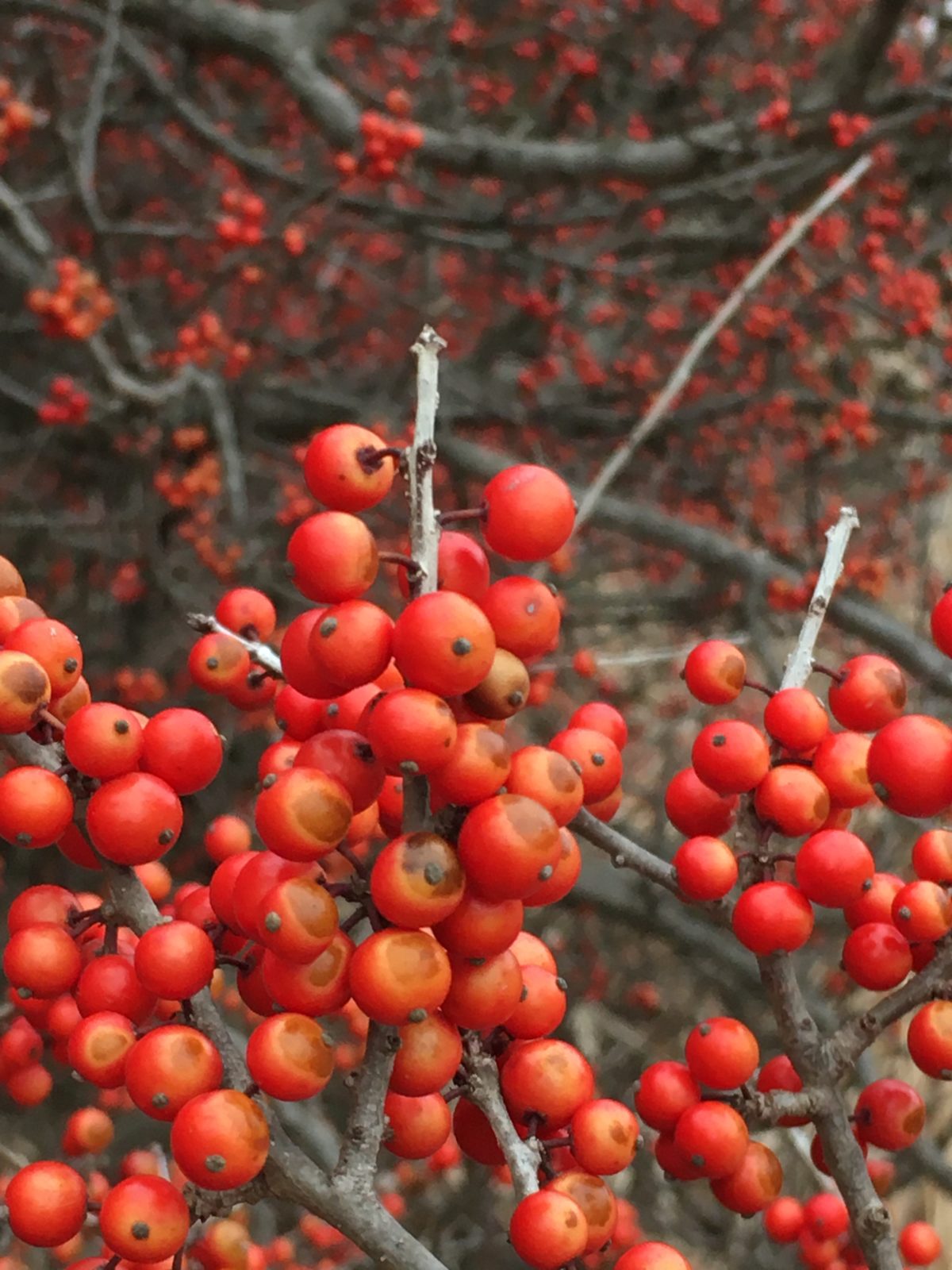 deciduous holly Archives - Dyck Arboretum