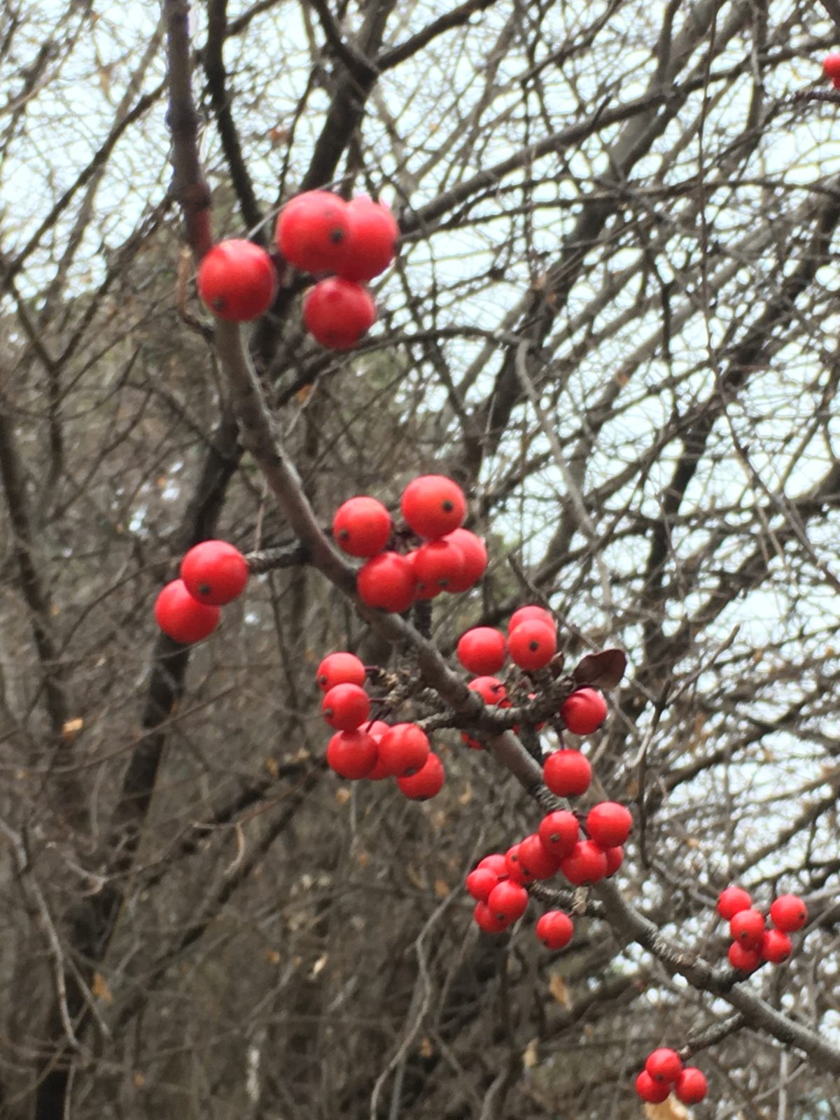 Plant Profile: Possumhaw Holly, Deciduous Holly - Dyck Arboretum