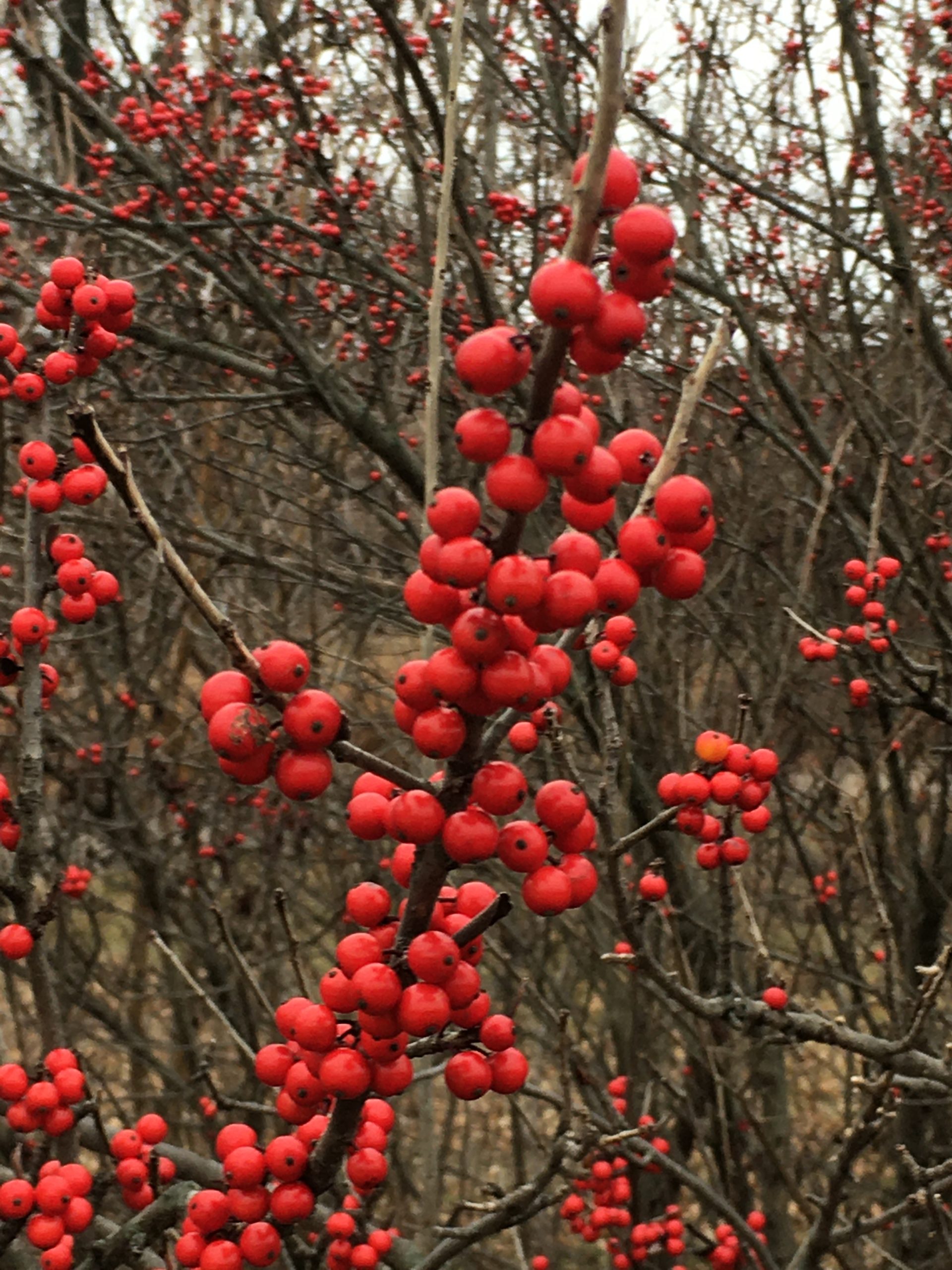 Shrubs For Wet Areas Dyck Arboretum
