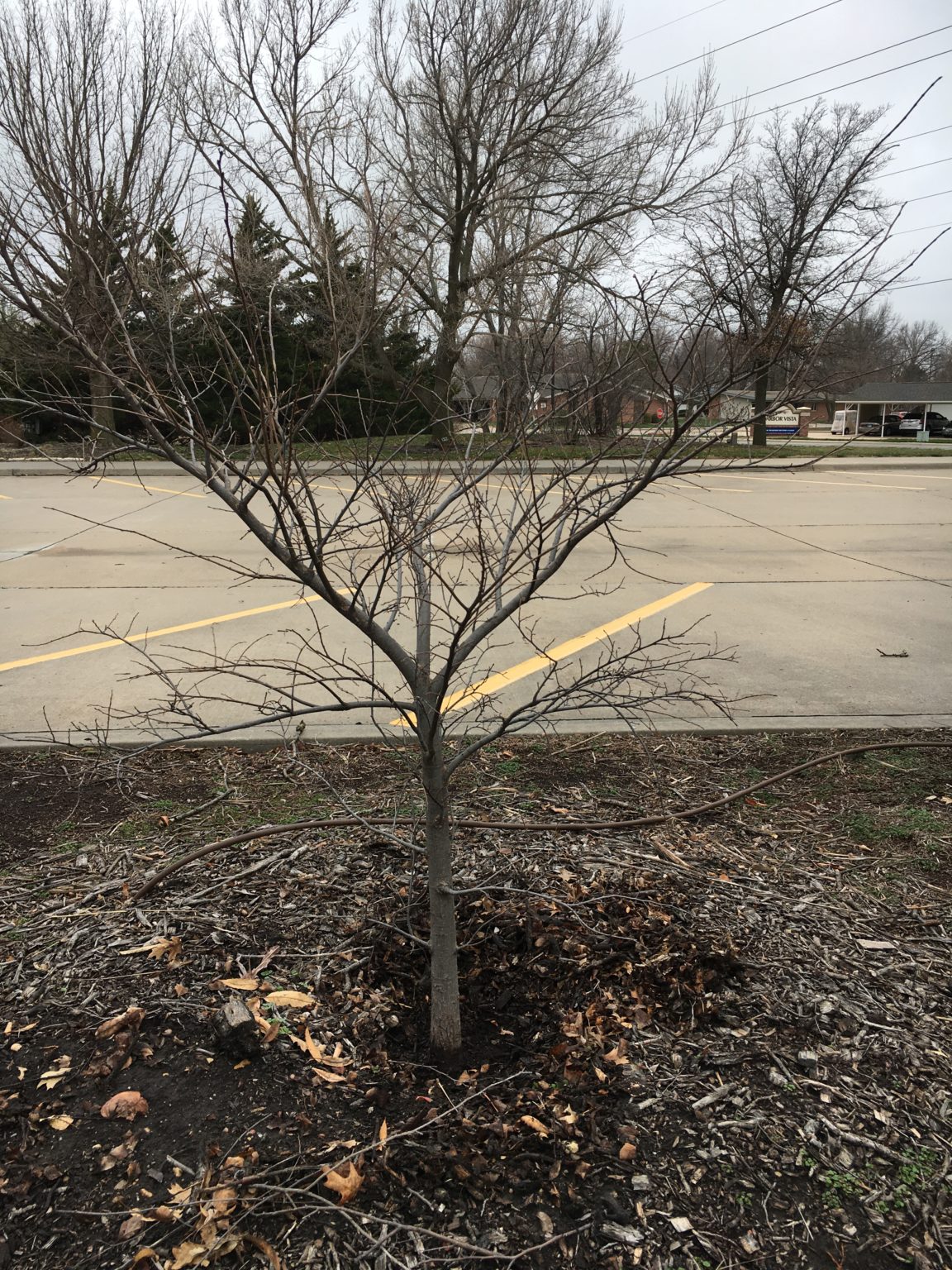 Kansas trees Archives - Dyck Arboretum