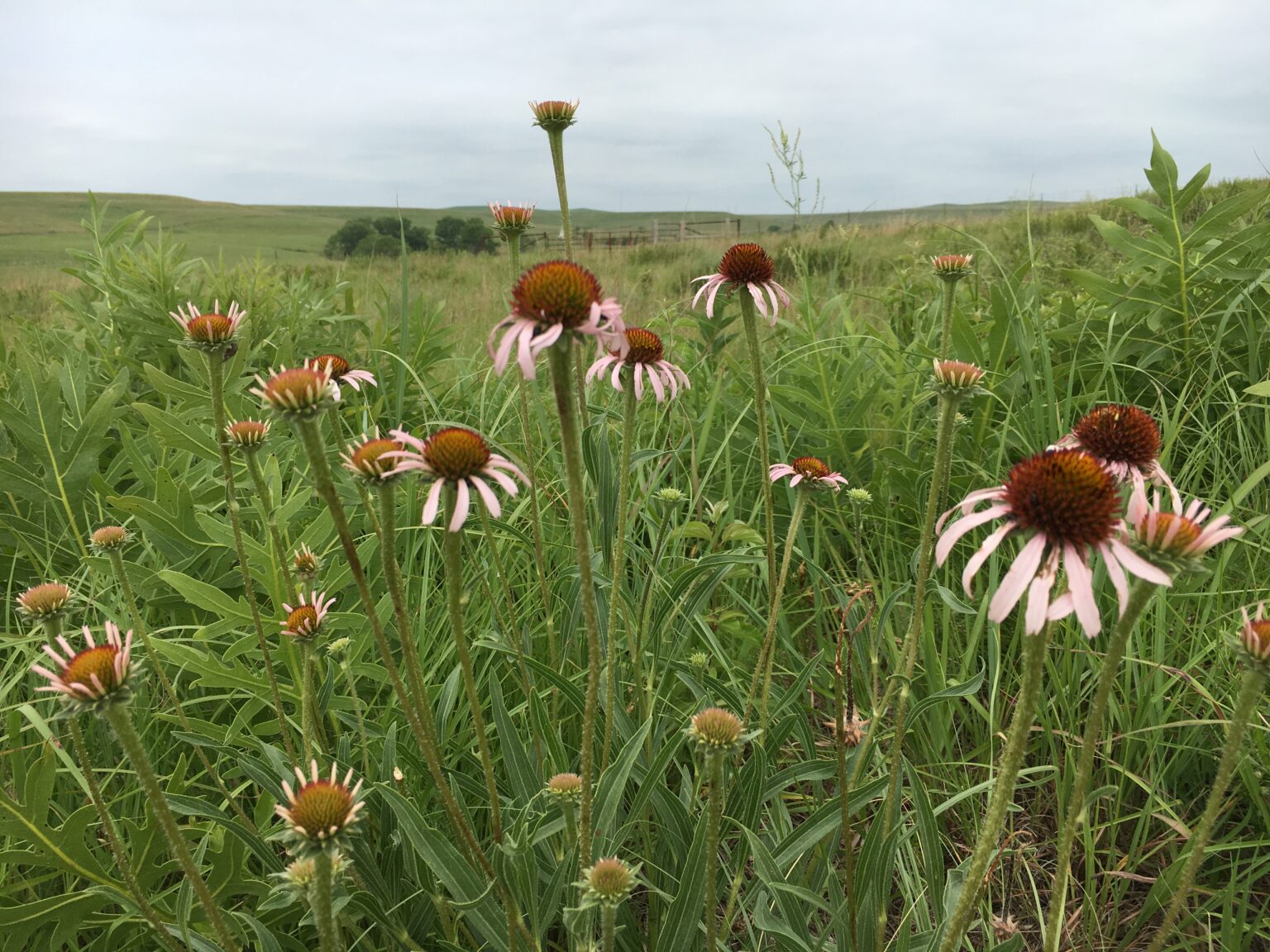 Roots of Native Plants - Dyck Arboretum