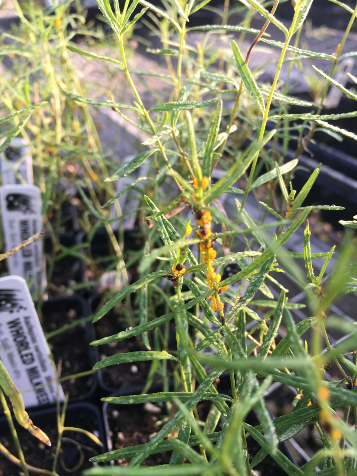 Milkweed Pest: Oleander Aphids - Dyck Arboretum