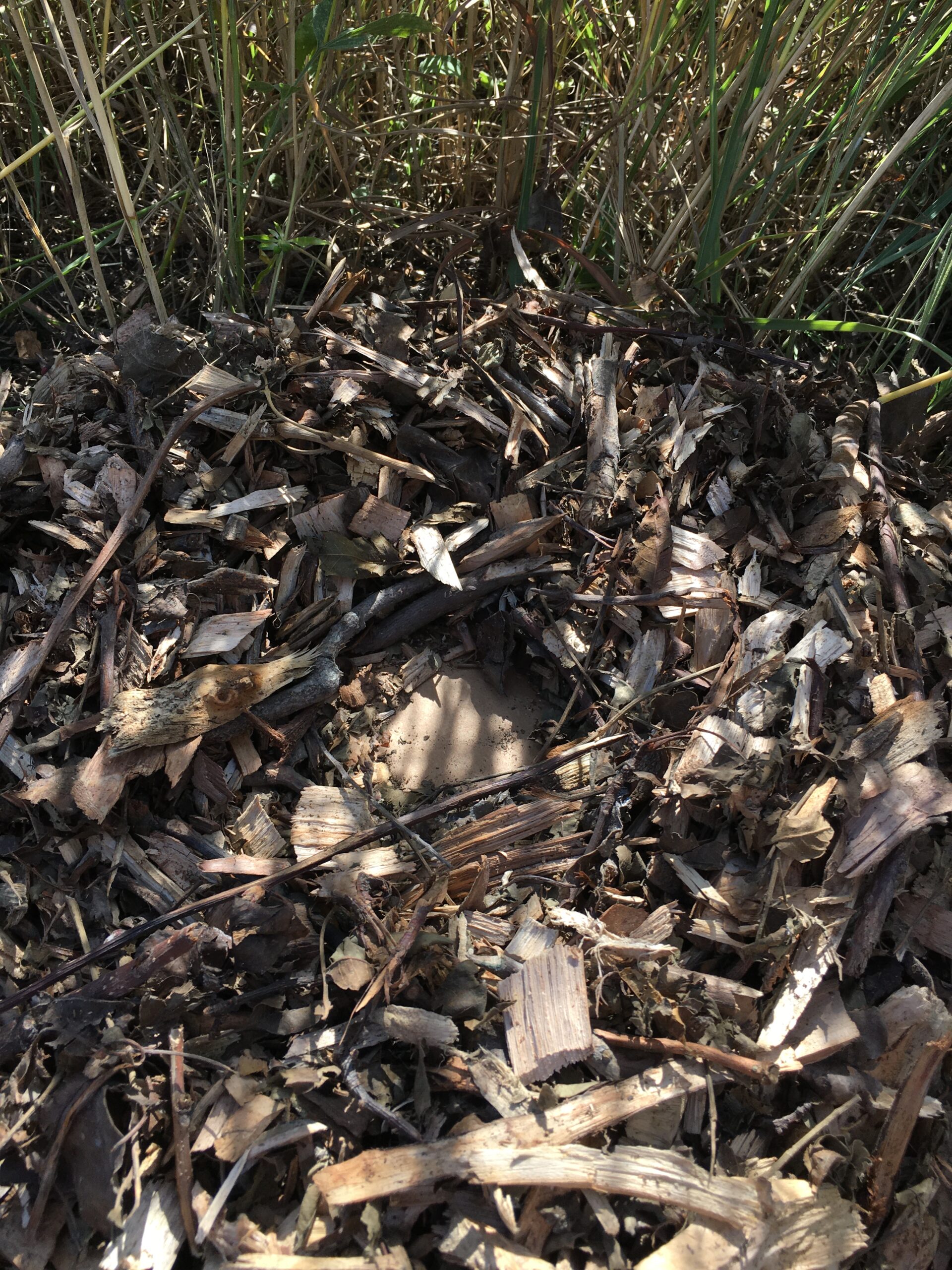 How to Add Native Plants to an Established Prairie - Dyck Arboretum