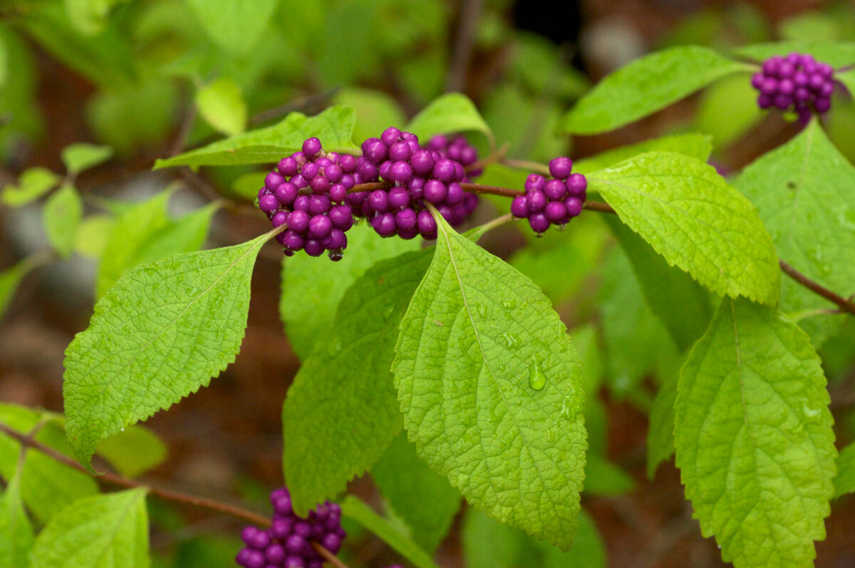 Plant Profile: American Beautyberry - Dyck Arboretum